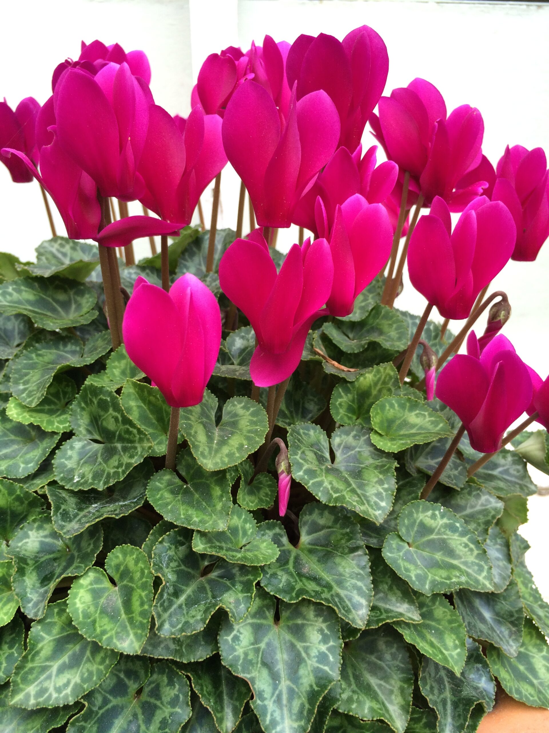 Littlebury 2014 Flower Power | Jack Wallington | Nature & Gardens