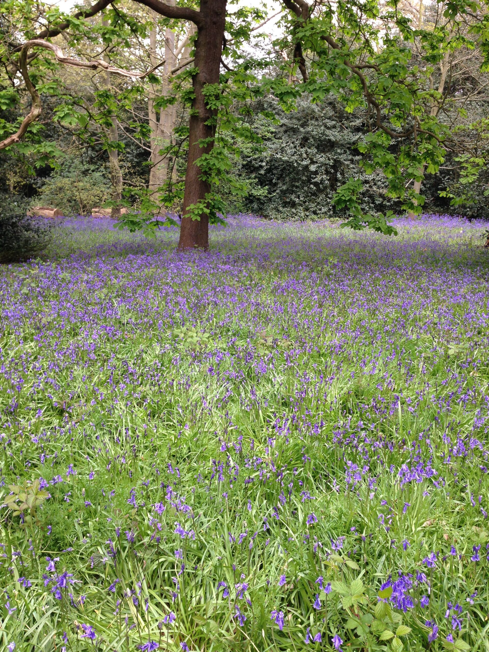 Kew Gardens spring 2014 | Jack Wallington | Nature & Gardens