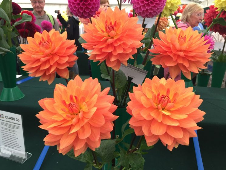 National Dahlia Society Annual Show 2015 & RHS Dahlia Trials | Jack ...