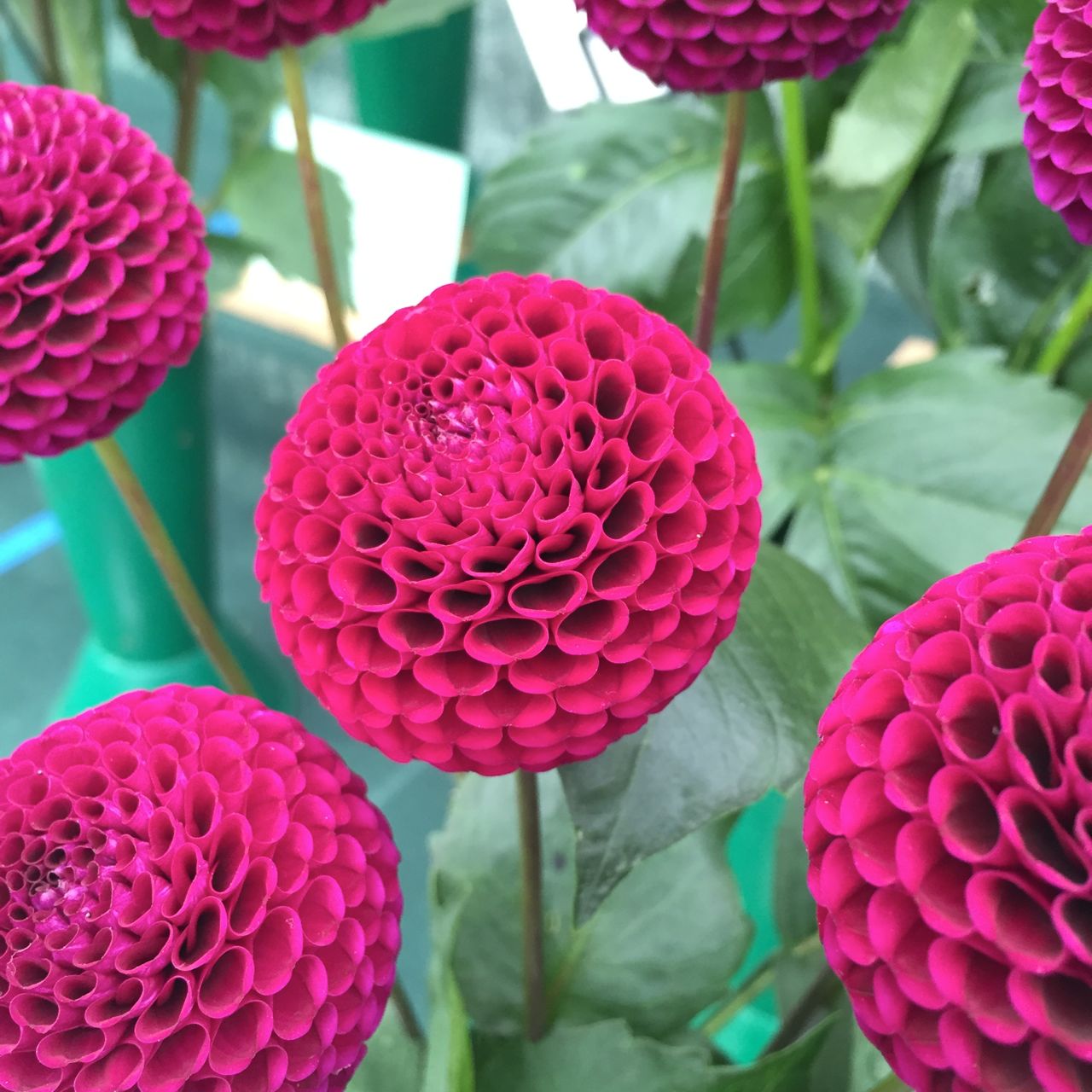 National Dahlia Society Annual Show 2015 & RHS Dahlia Trials | Jack ...