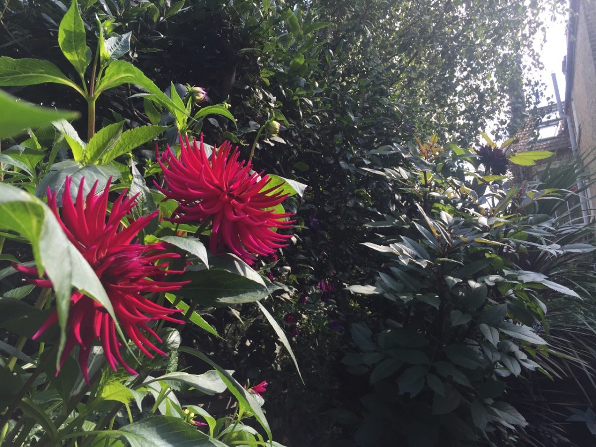 jack-wallington – 138 (2) | Jack Wallington Garden Design Ltd.