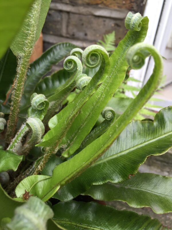 Fernatic: 50 fern species, 1 living wall! | Jack Wallington | Nature ...