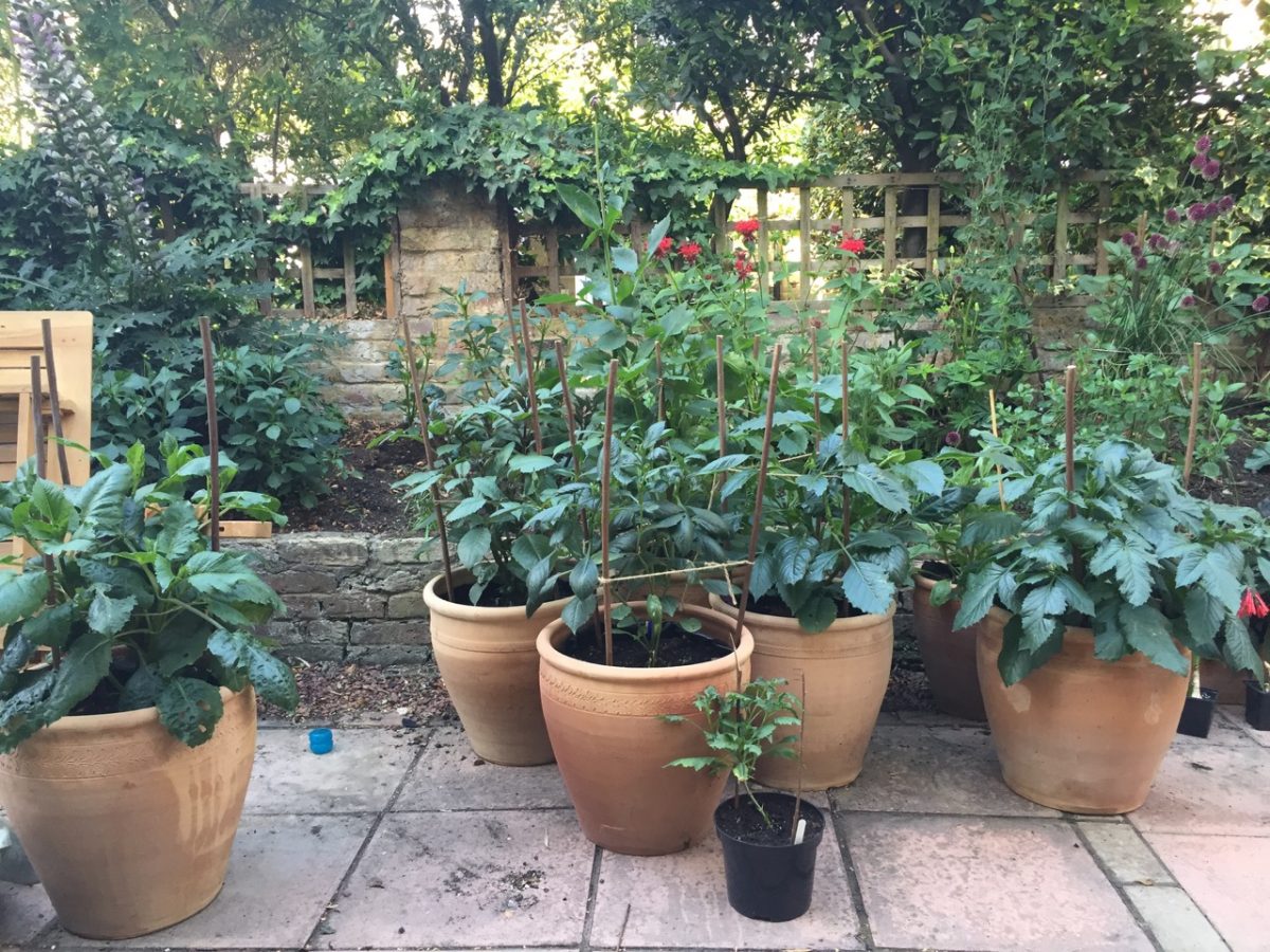 jack-wallington – 49 (2) | Jack Wallington Garden Design Ltd