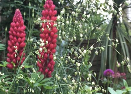 Who died and made Lupins a ‘cottage garden’ plant? | Jack Wallington ...