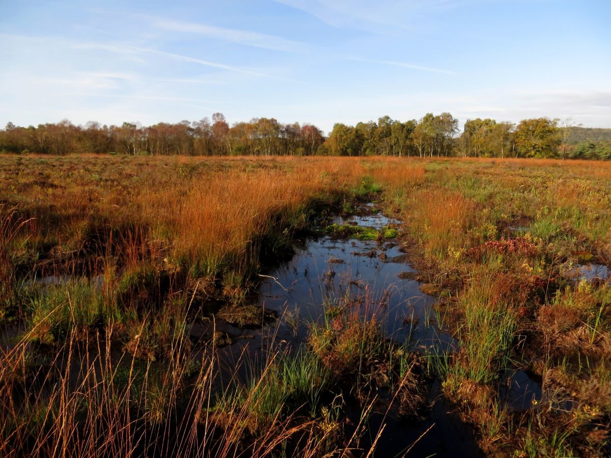 Does peat free compost work? | Jack Wallington | Nature & Gardens