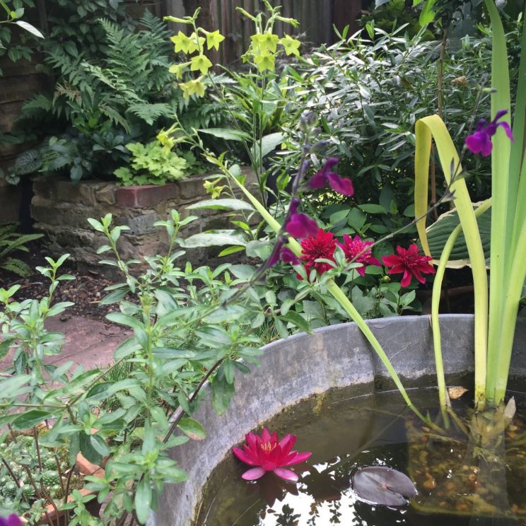 How to make a micro wildlife pond in a pot | Jack Wallington | Nature ...