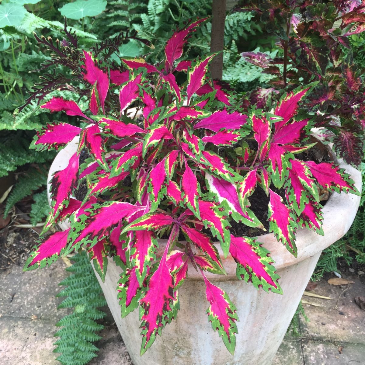 Plectranthus ‘Pink Chaos’ | Jack Wallington | Nature & Gardens