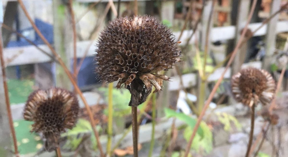 December: Hellebores, cat grass, sweet peas, ferns and shooting alliums ...