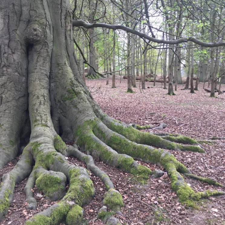 Knoll | Jack Wallington | Nature & Gardens