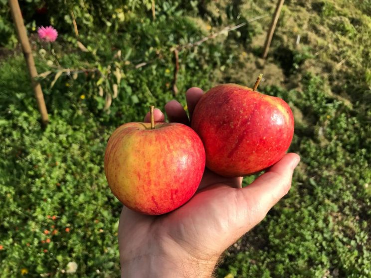 Malus domestica ‘Falstaff’ Stepover apple trees | Jack Wallington ...