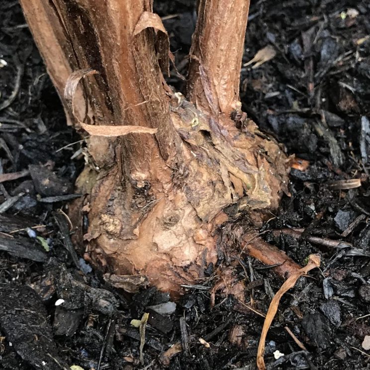 Lignotuber | Jack Wallington | Nature & Gardens
