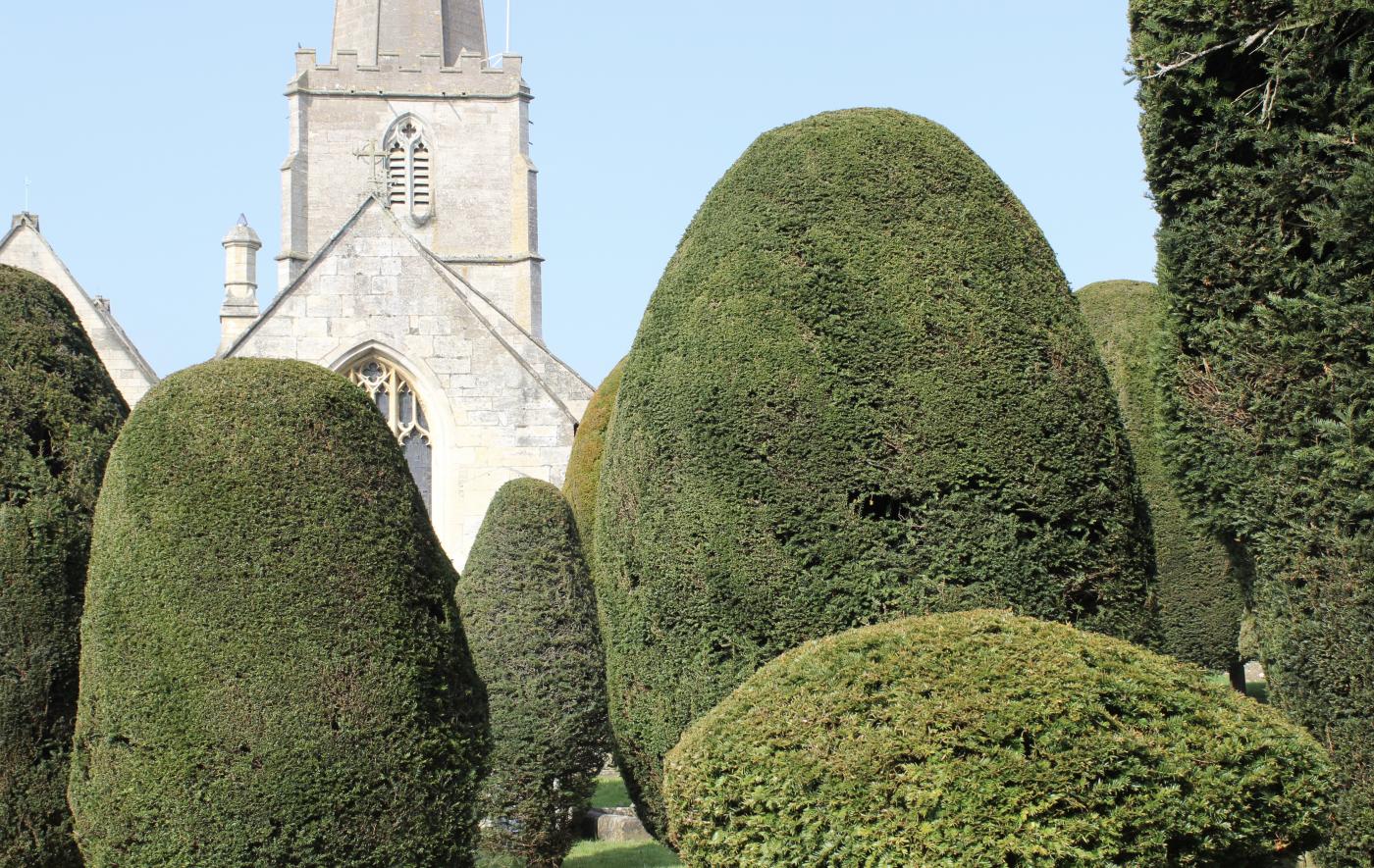 Yew Trees In English Churchyards at Francisco Donnelly blog