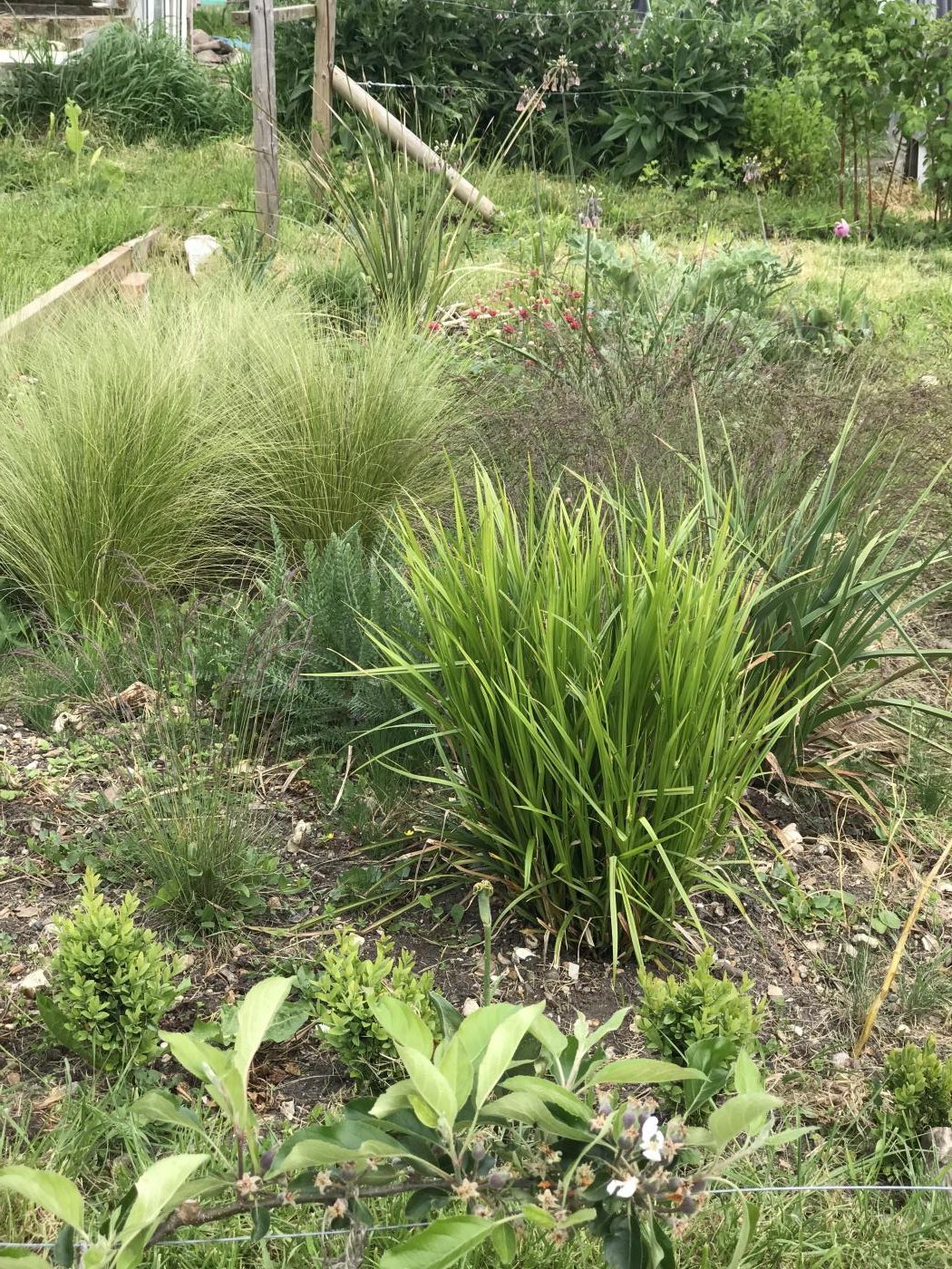Micro prairie | Jack Wallington | Nature & Gardens