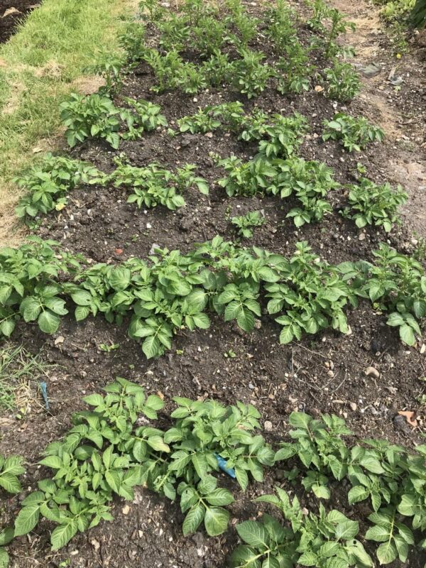 Potato plant patch | Jack Wallington | Nature & Gardens