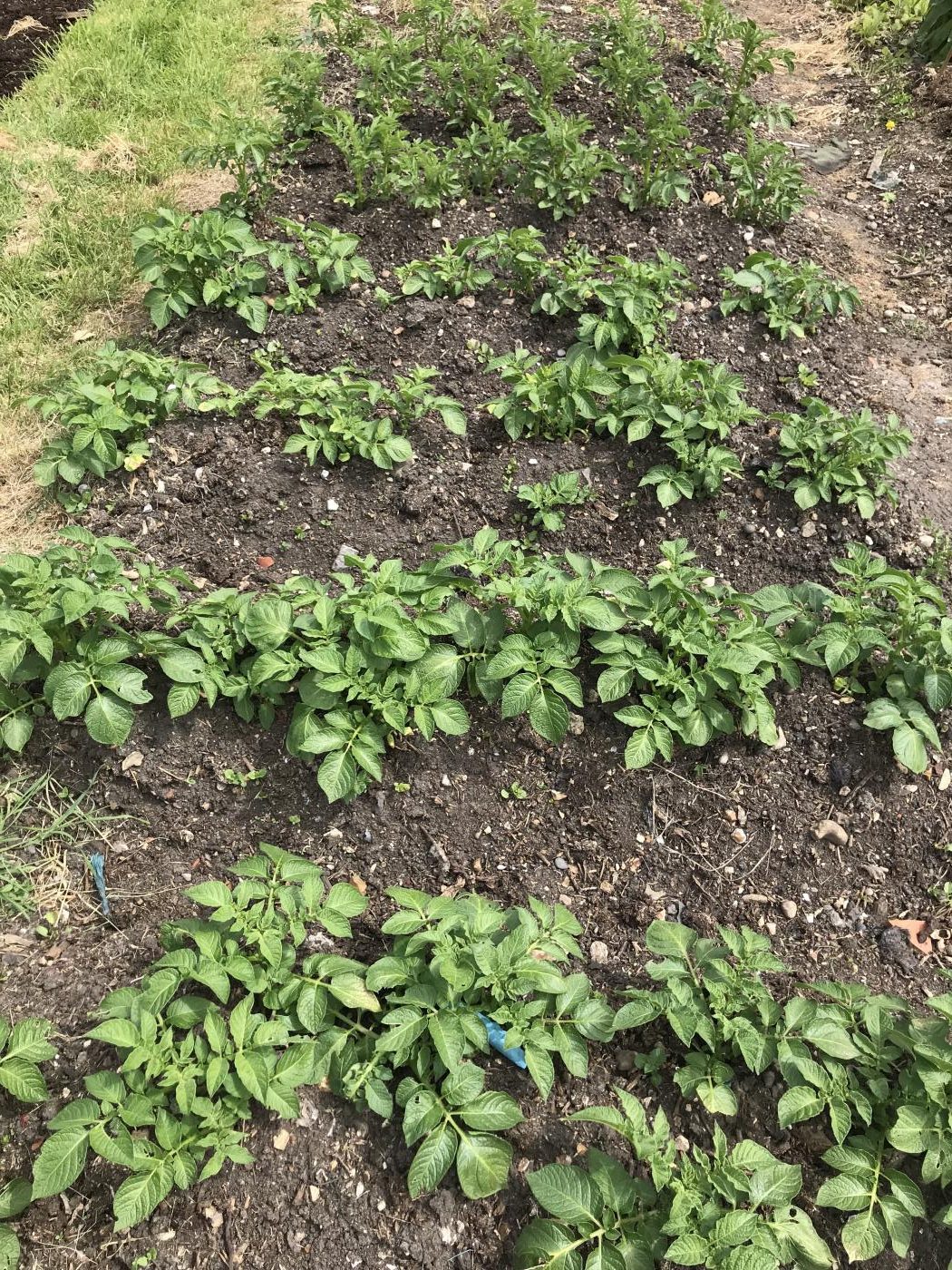 Potato plant patch | Jack Wallington | Nature & Gardens