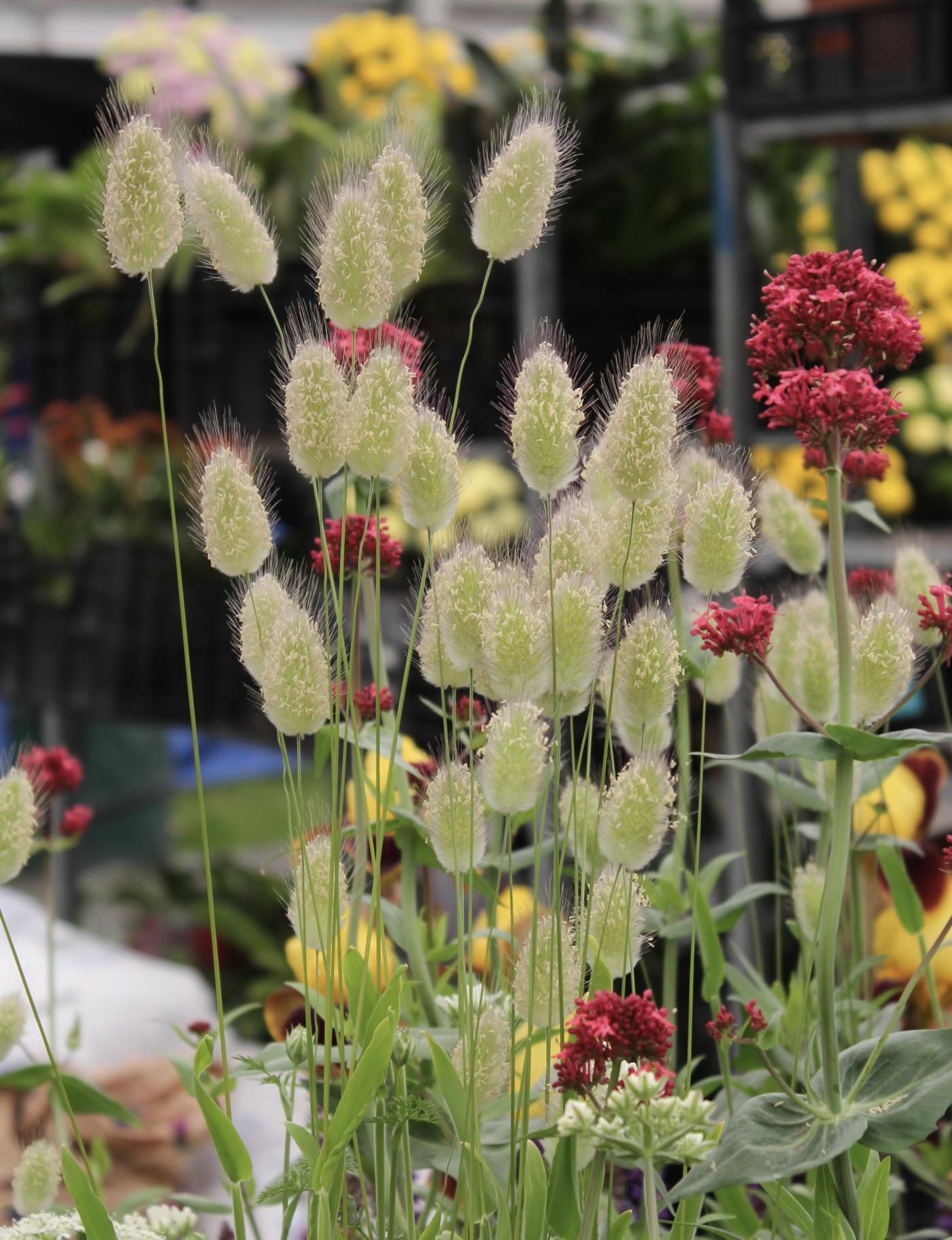 Lagurus ovatus | Jack Wallington | Nature & Gardens