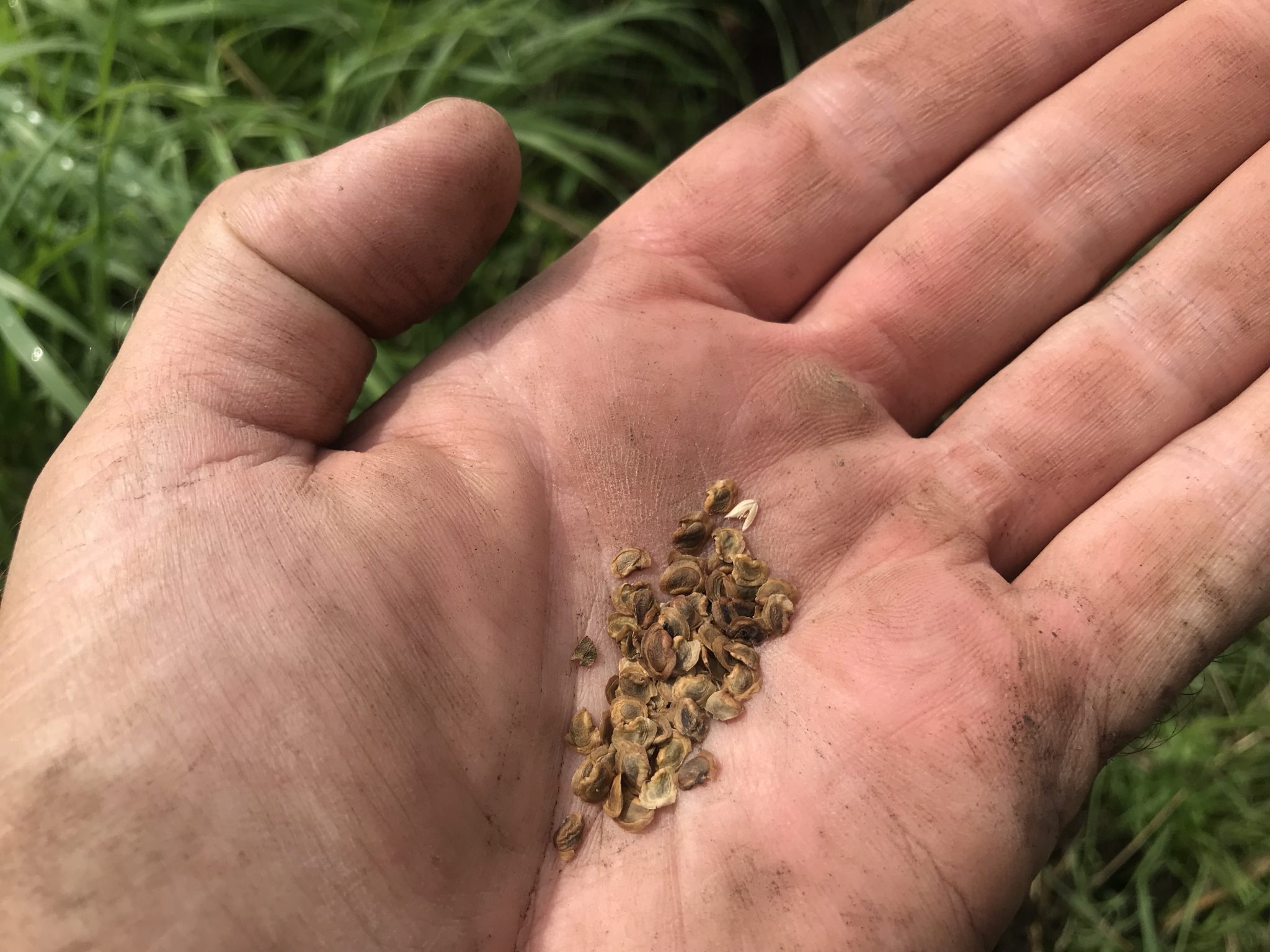 Control meadow grass using parasitic yellow rattle, Rhinanthus minor ...