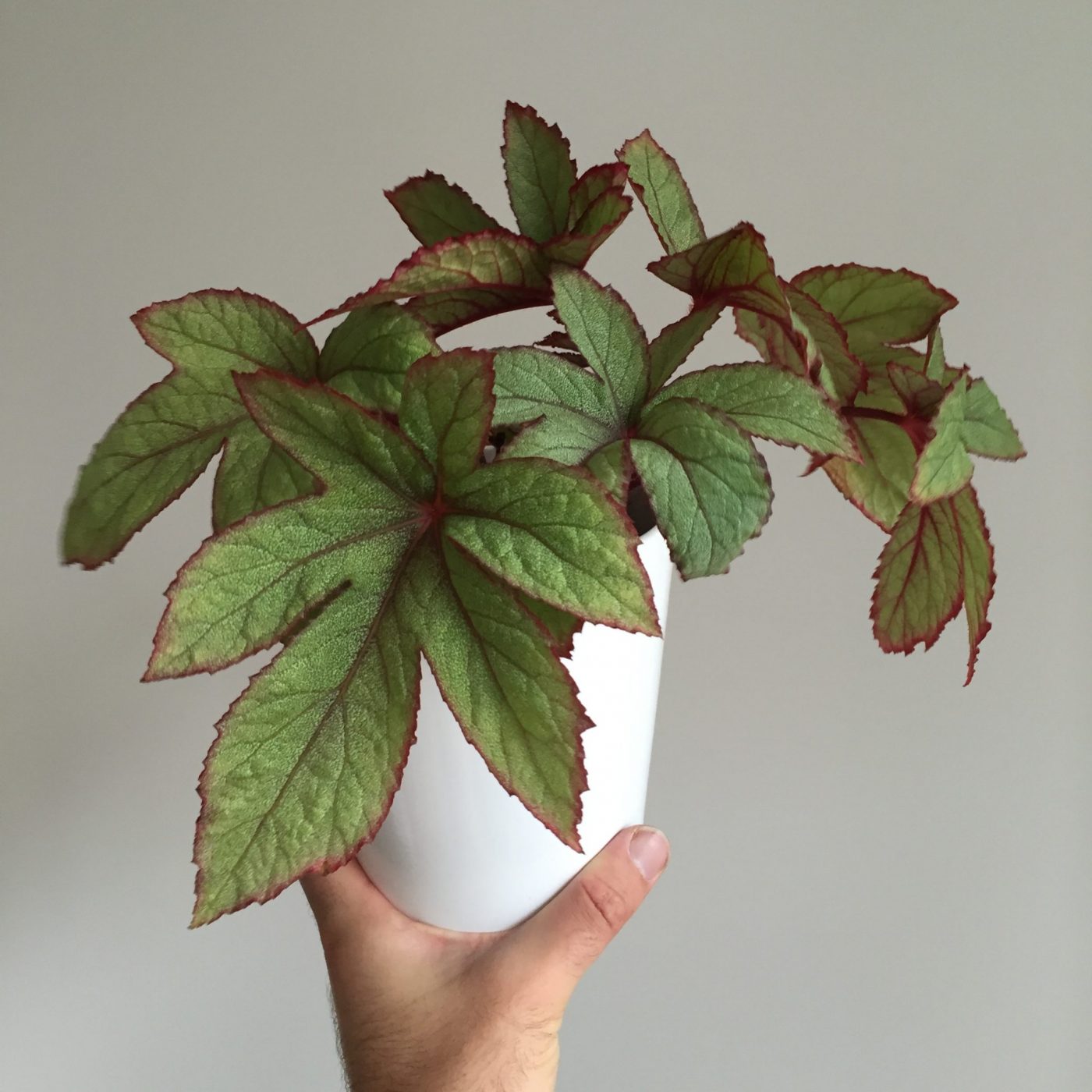 8 tips to demystify growing Begonias as houseplants | Jack Wallington ...