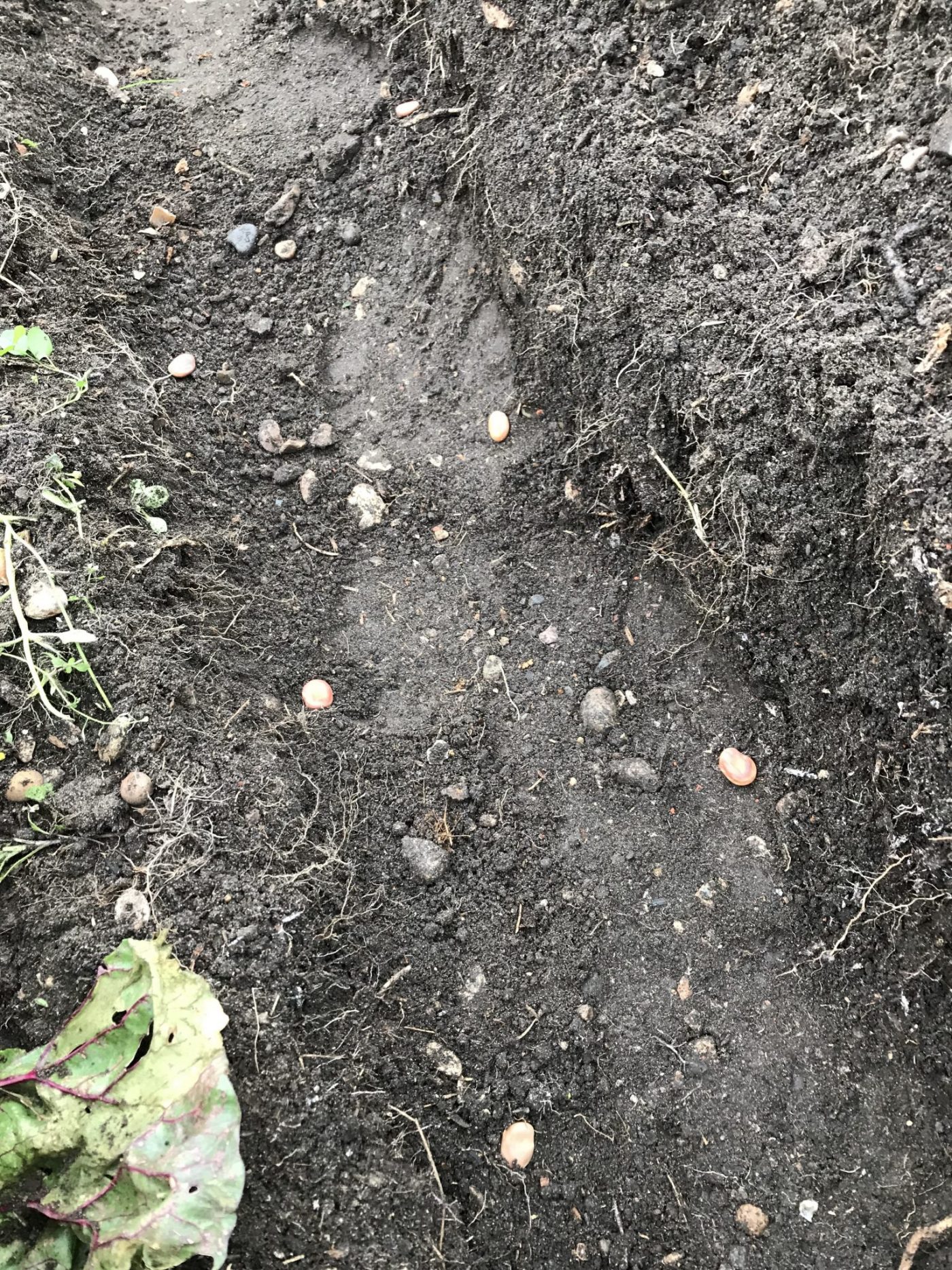 Allotment Month 36: sowing garlic, broad beans, peas and my new compost ...