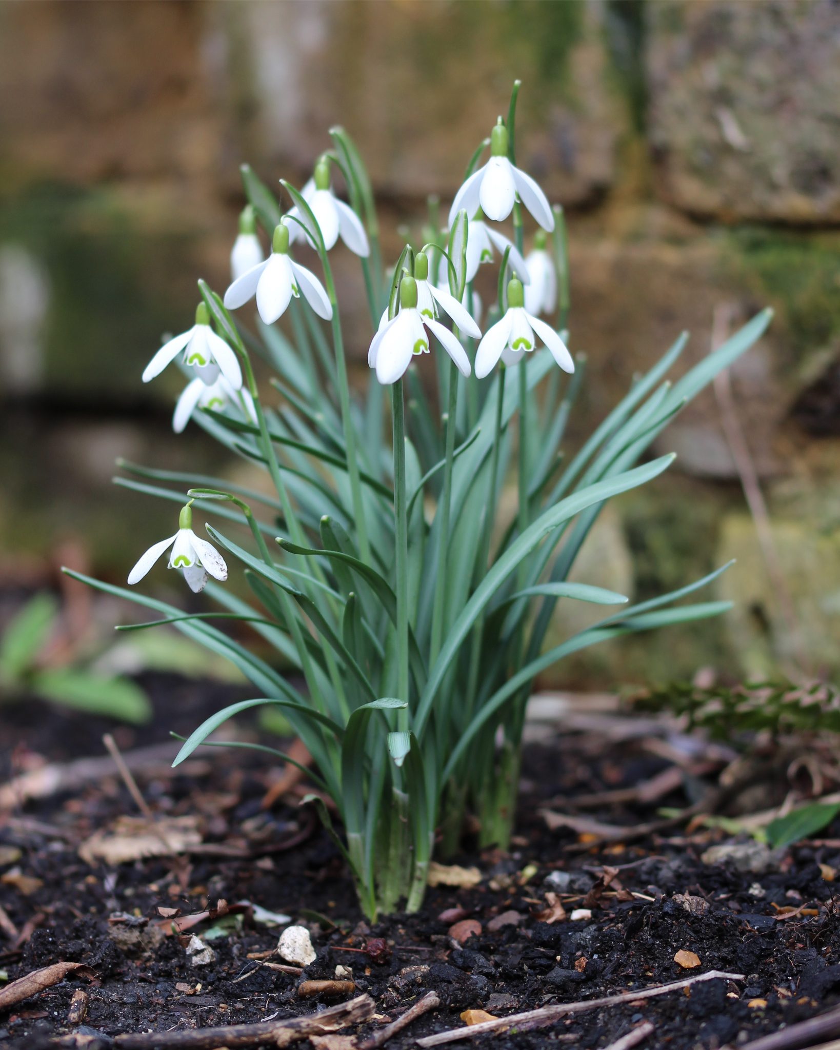 Pot’s Growing On: snowdrops and the great grass migration | Jack ...
