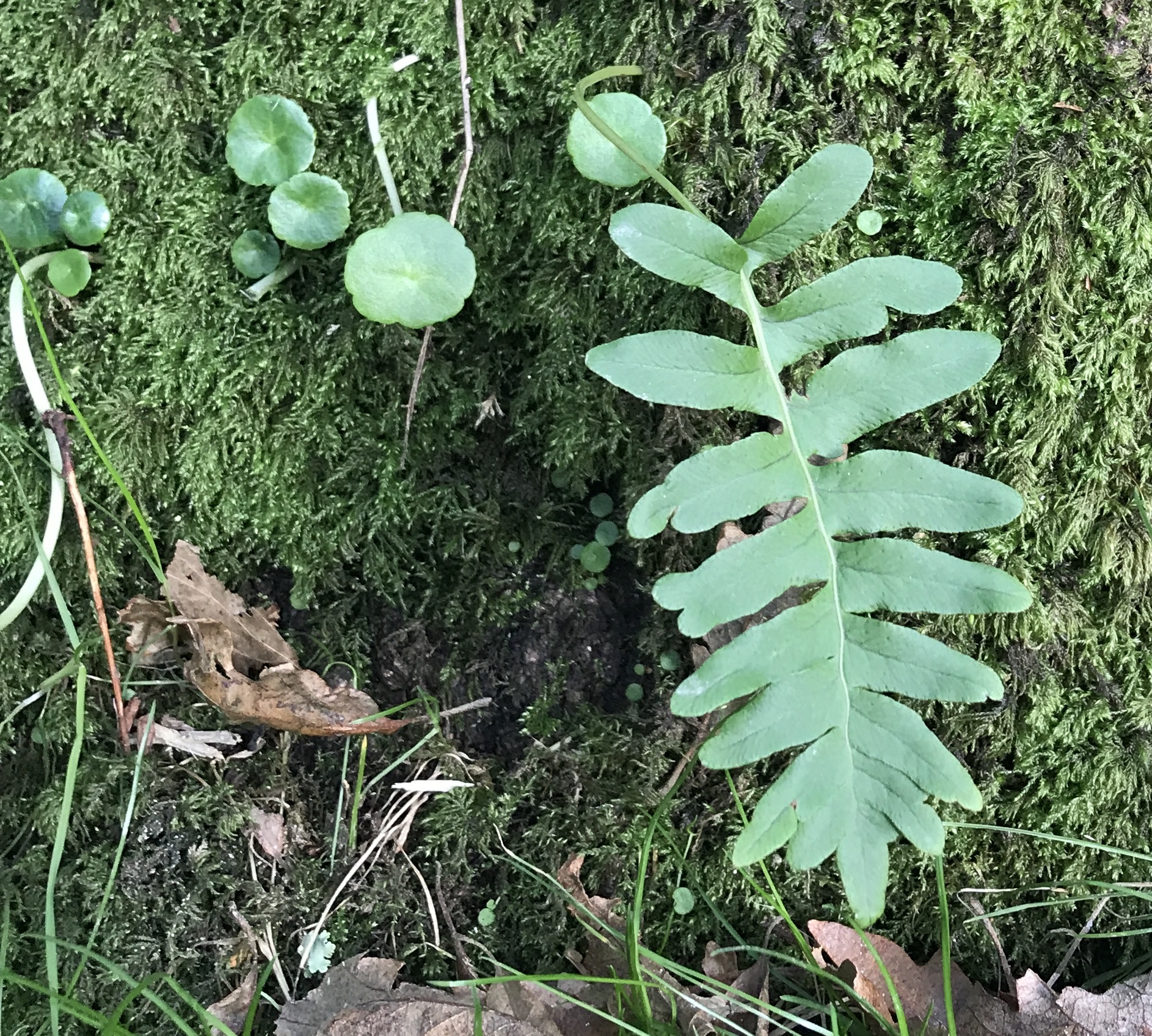 Umbilicus rupestris, navelwort | Jack Wallington | Nature & Gardens
