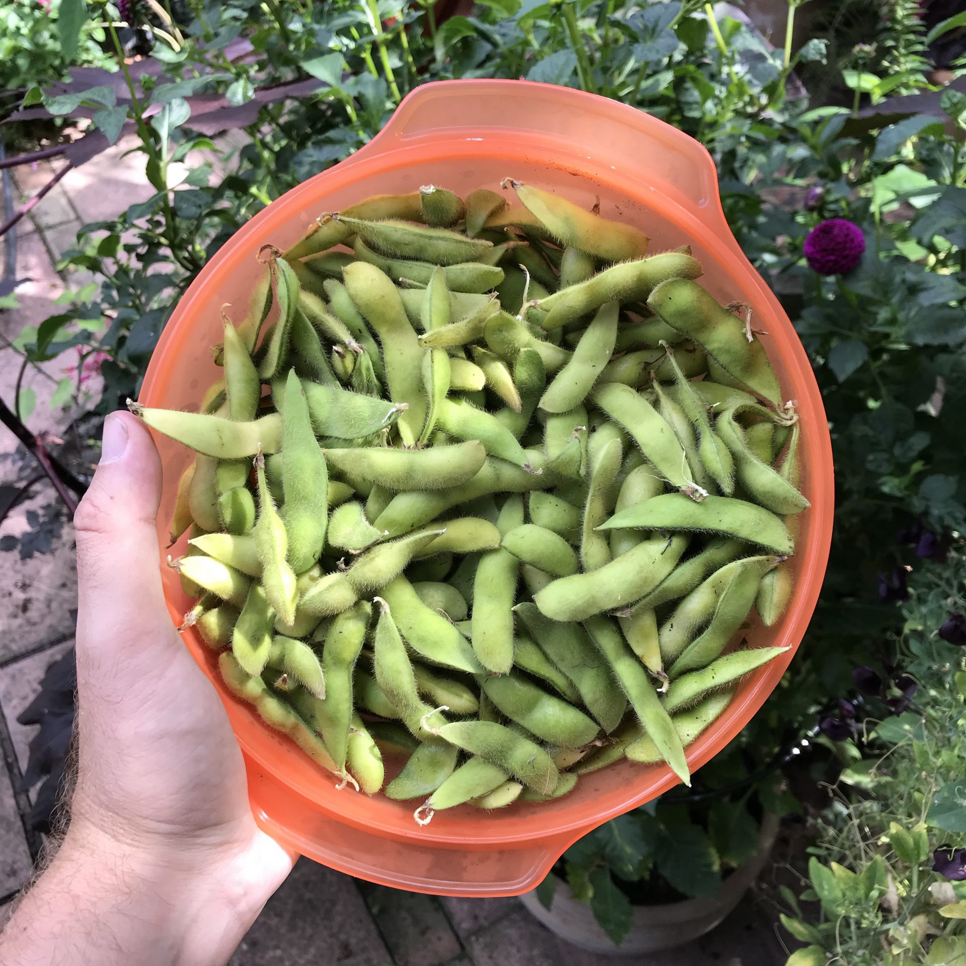 A year in vegetable, fruit and herb photos | Jack Wallington Garden ...
