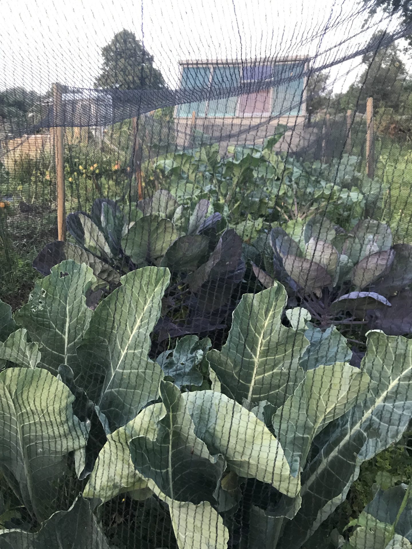 How to grow organic purple sprouting broccoli and cook it | Jack ...