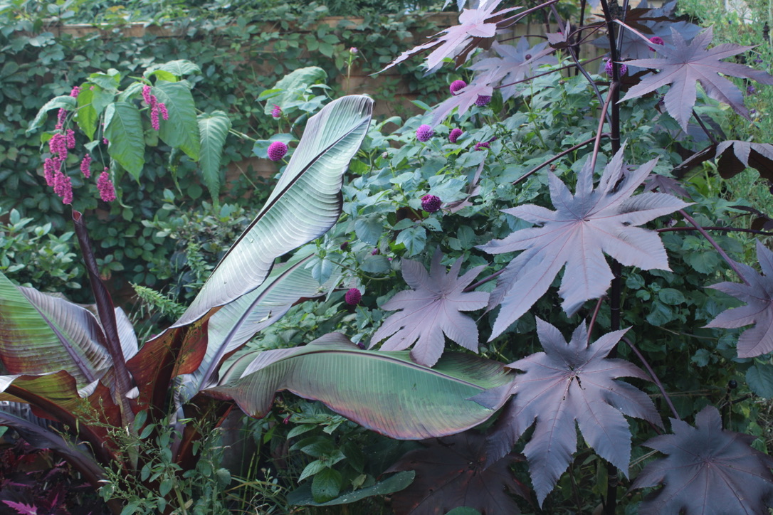 How to protect tender plants over winter in small spaces | Jack ...