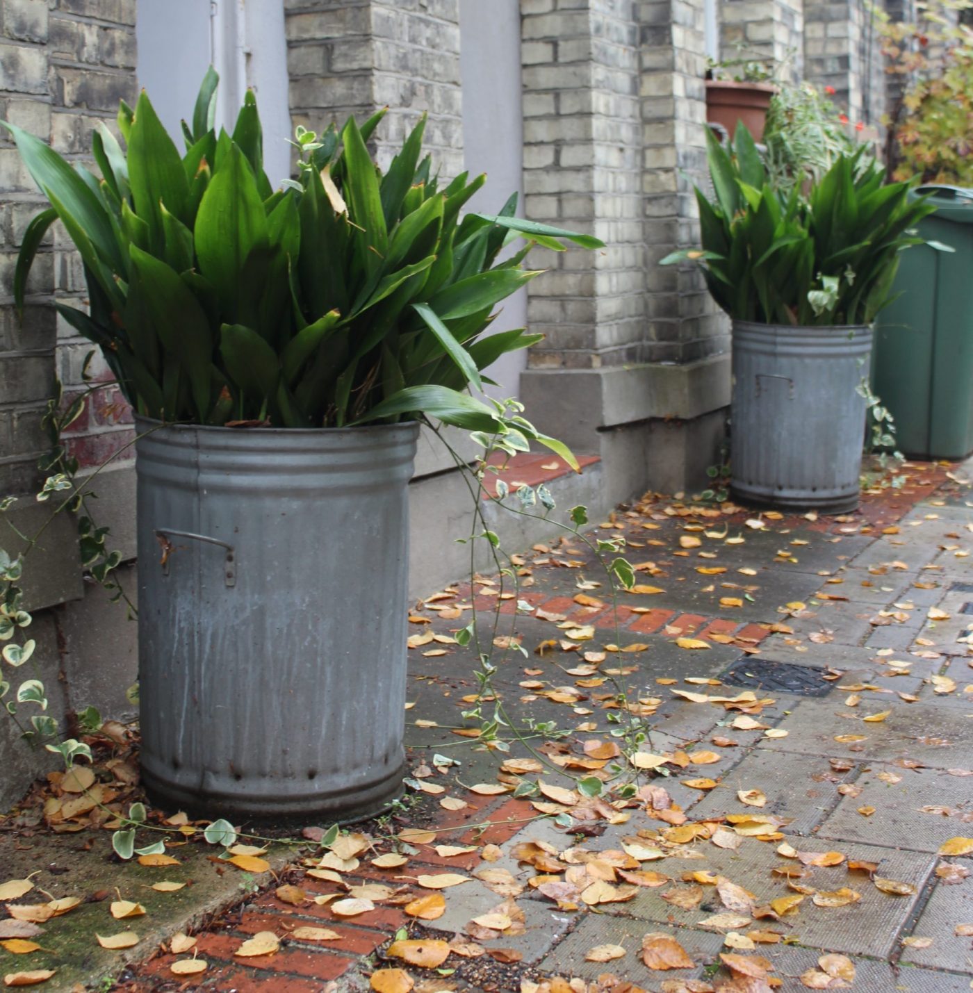 From the streets: Bonnington Square, Vauxhall in Autumn | Jack ...