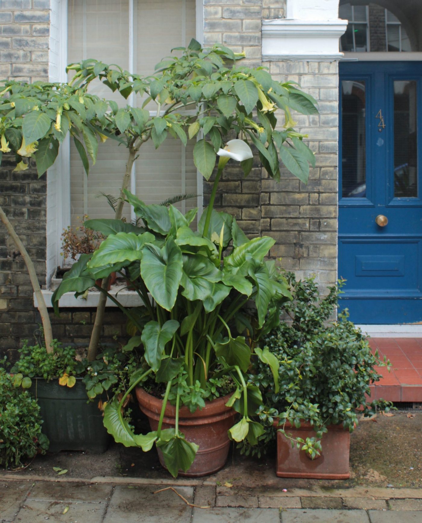 From the streets: Bonnington Square, Vauxhall in Autumn | Jack ...