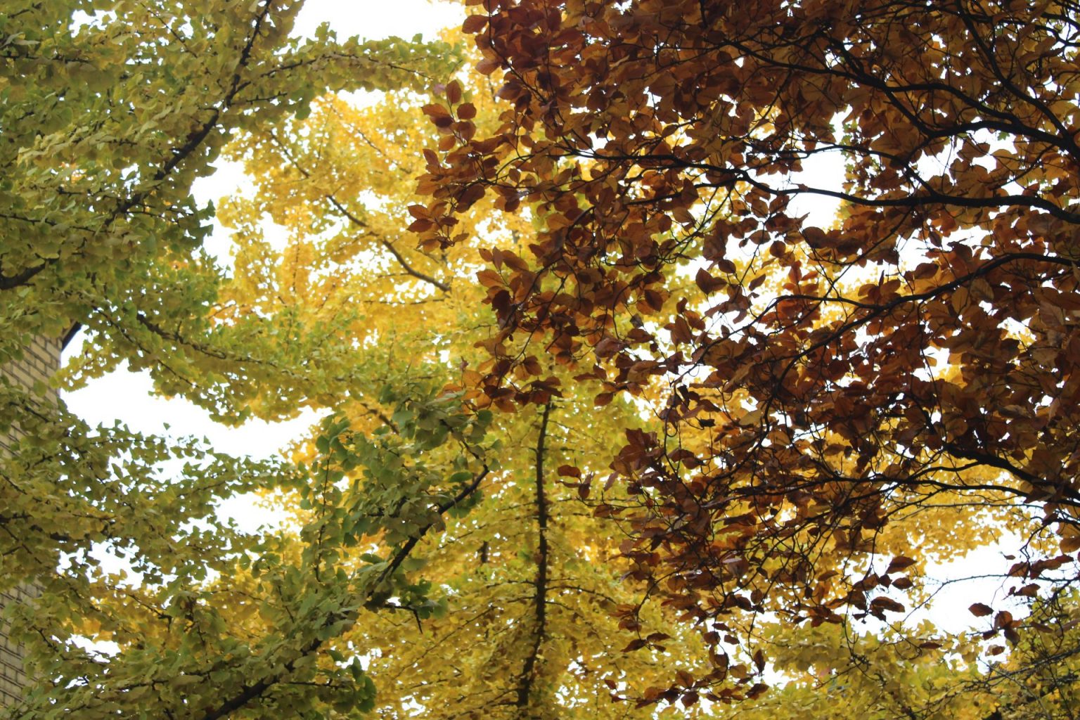 From the streets: Bonnington Square, Vauxhall in Autumn | Jack ...