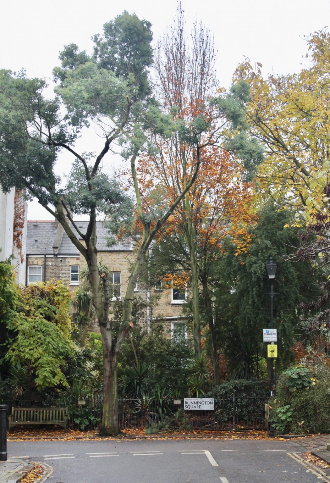 From the streets: Bonnington Square, Vauxhall in Autumn | Jack ...