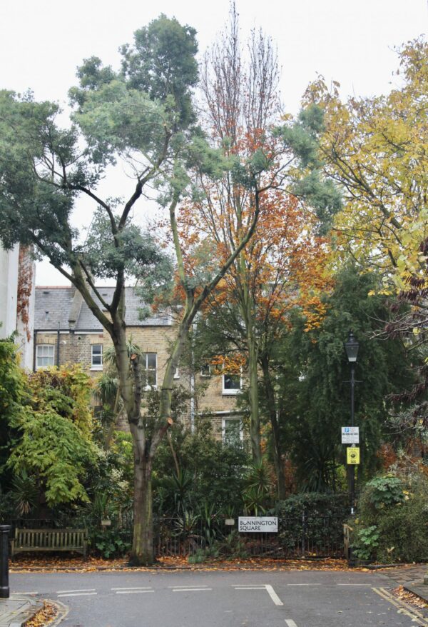From the streets: Bonnington Square, Vauxhall in Autumn | Jack ...