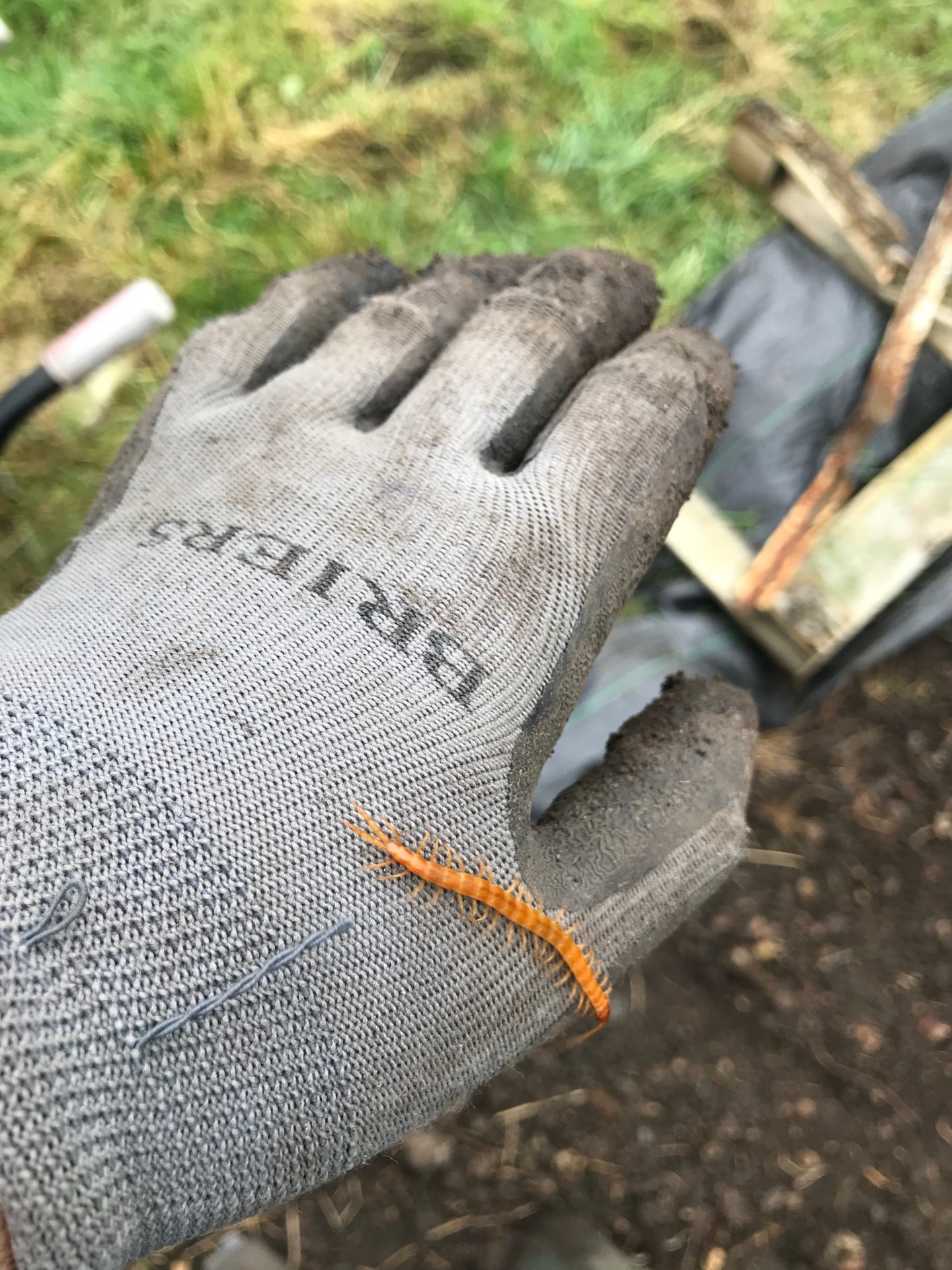 11 steps to a wildlife friendly allotment | Jack Wallington | Nature ...