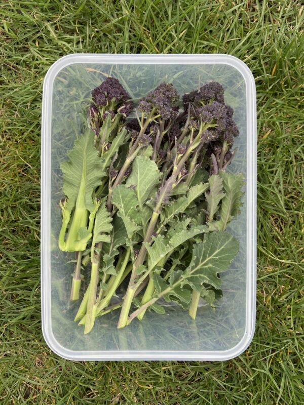 How to grow organic purple sprouting broccoli and cook it | Jack ...