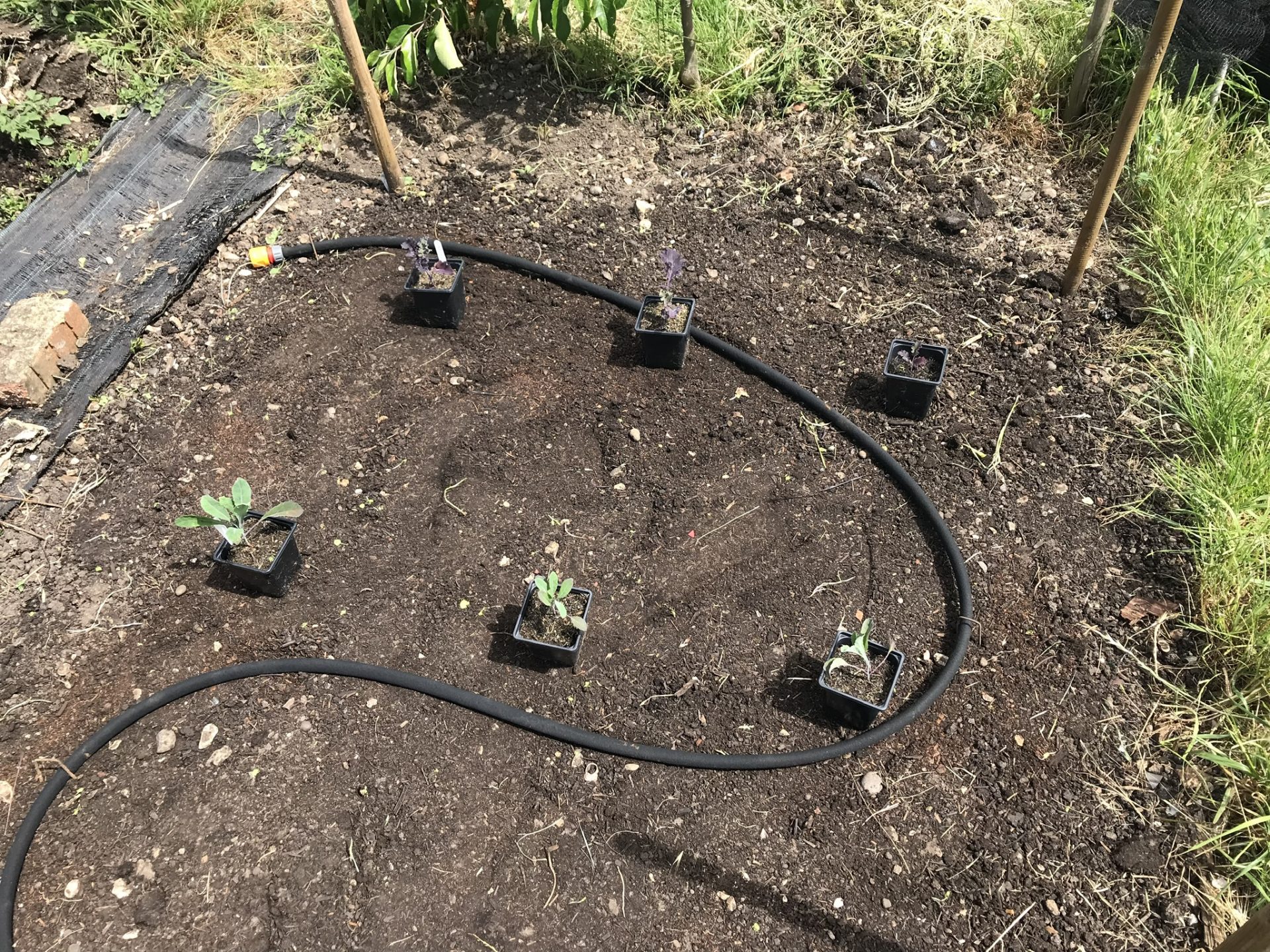 How to grow organic purple sprouting broccoli and cook it | Jack ...