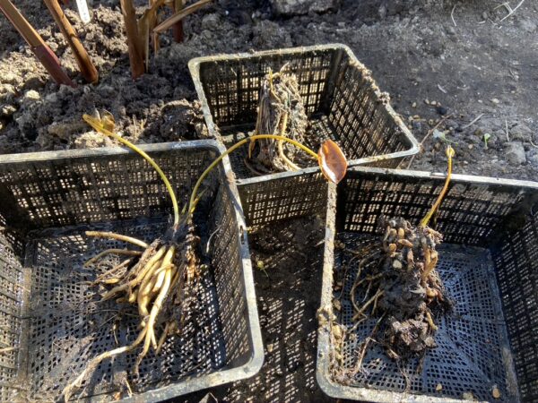 How to divide a miniature water lily | Jack Wallington | Nature & Gardens