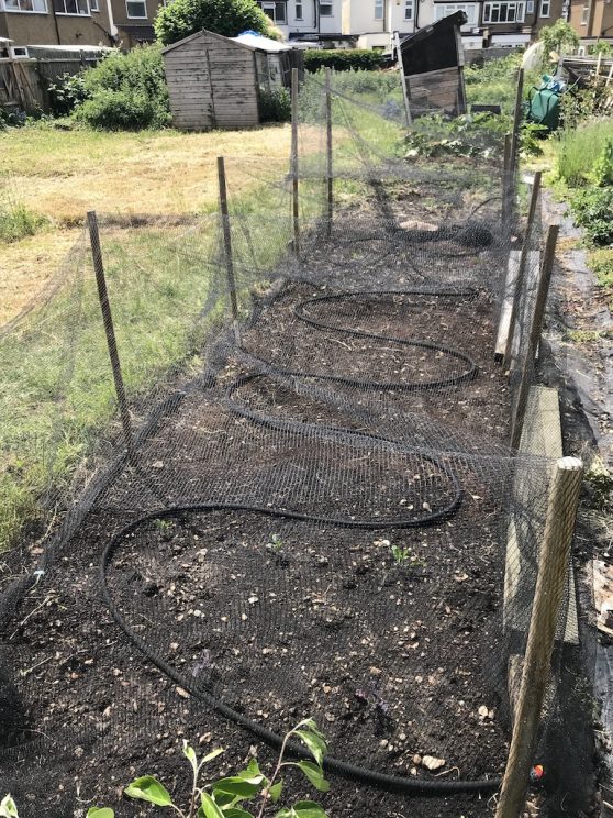 How to grow organic purple sprouting broccoli and cook it | Jack ...