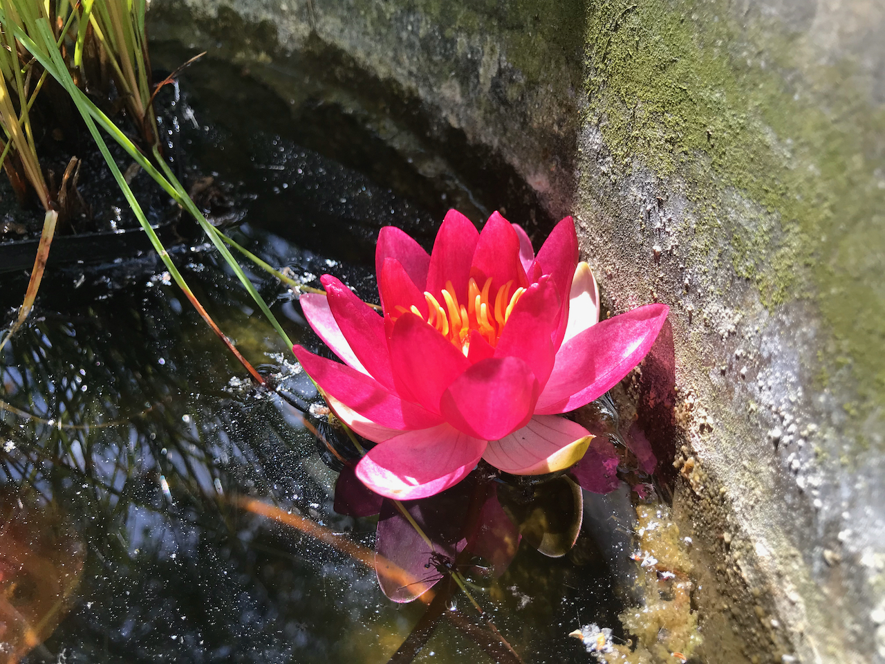 How to divide a miniature water lily | Jack Wallington | Nature & Gardens