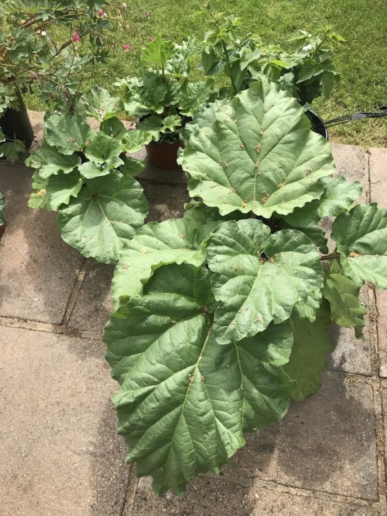 How to grow organic rhubarb and cook it – the tastiest around! | Jack ...