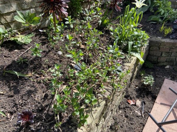 How to prune salvias and when to do it – three pruning groups | Jack ...
