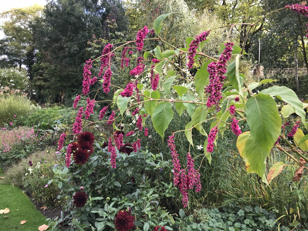 How to grow annual Persicaria orientalis from seed | Jack Wallington ...
