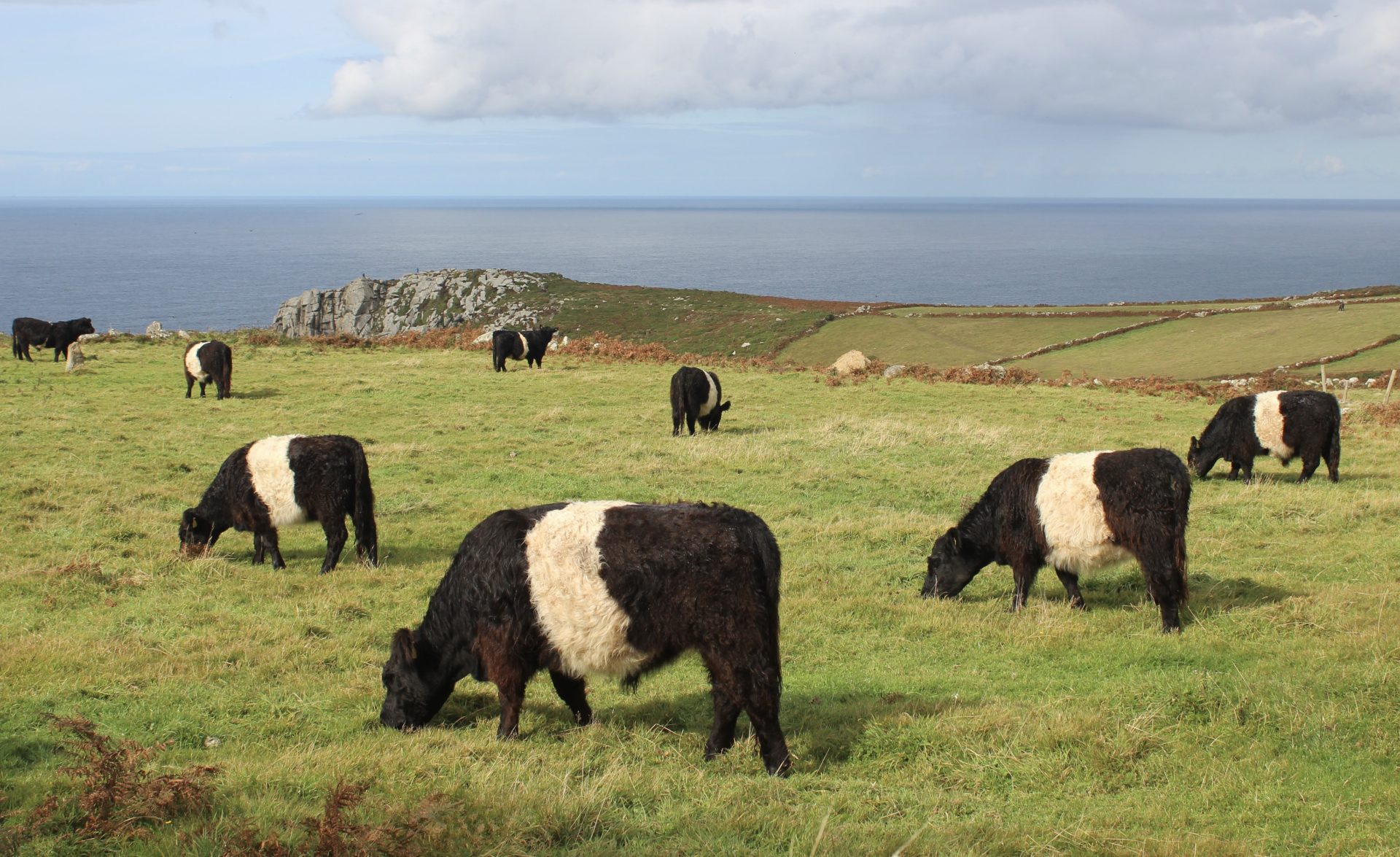 Cornwall: rock and stone | Jack Wallington Garden Design Ltd.