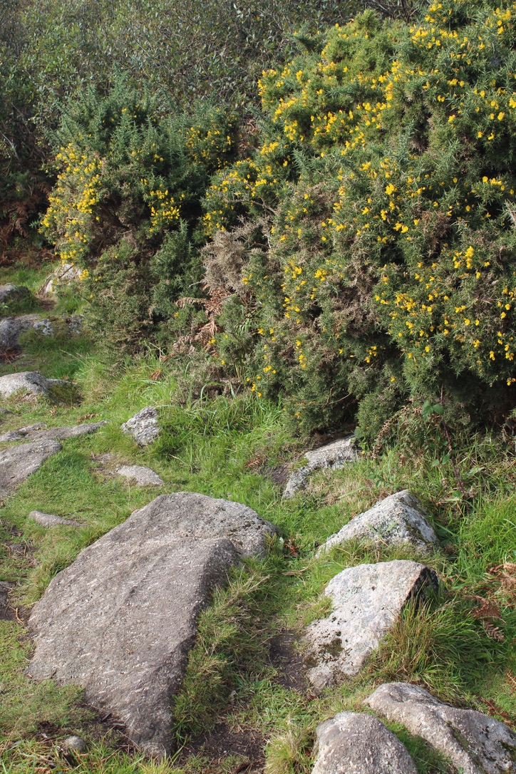 Cornwall: rock and stone | Jack Wallington Garden Design Ltd.