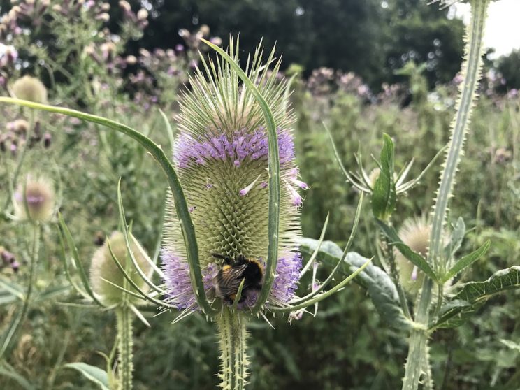 10 UK weeds to grow for wildlife | Jack Wallington | Nature & Gardens