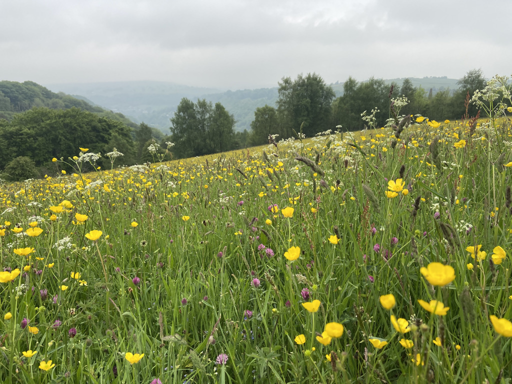 Meadow (part one) | Jack Wallington | Nature & Gardens