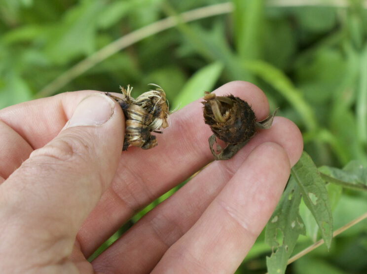 How to collect and store seeds and why | Jack Wallington | Nature & Gardens