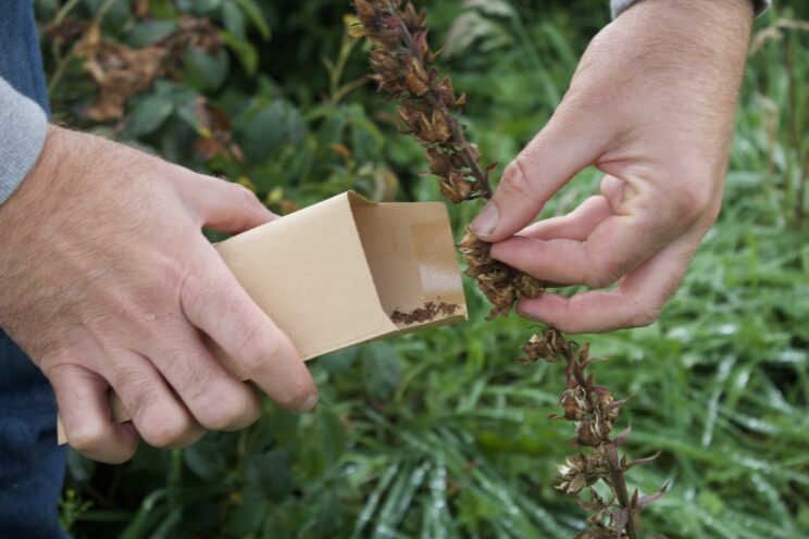How to collect and store seeds and why | Jack Wallington | Nature & Gardens