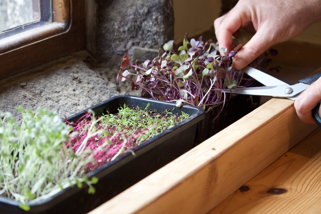 How to grow organic microgreens from seed | Jack Wallington | Nature ...