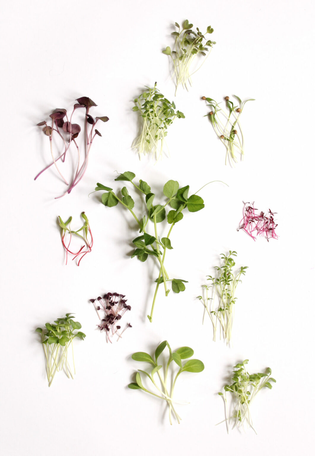 How to grow organic microgreens from seed | Jack Wallington | Nature ...